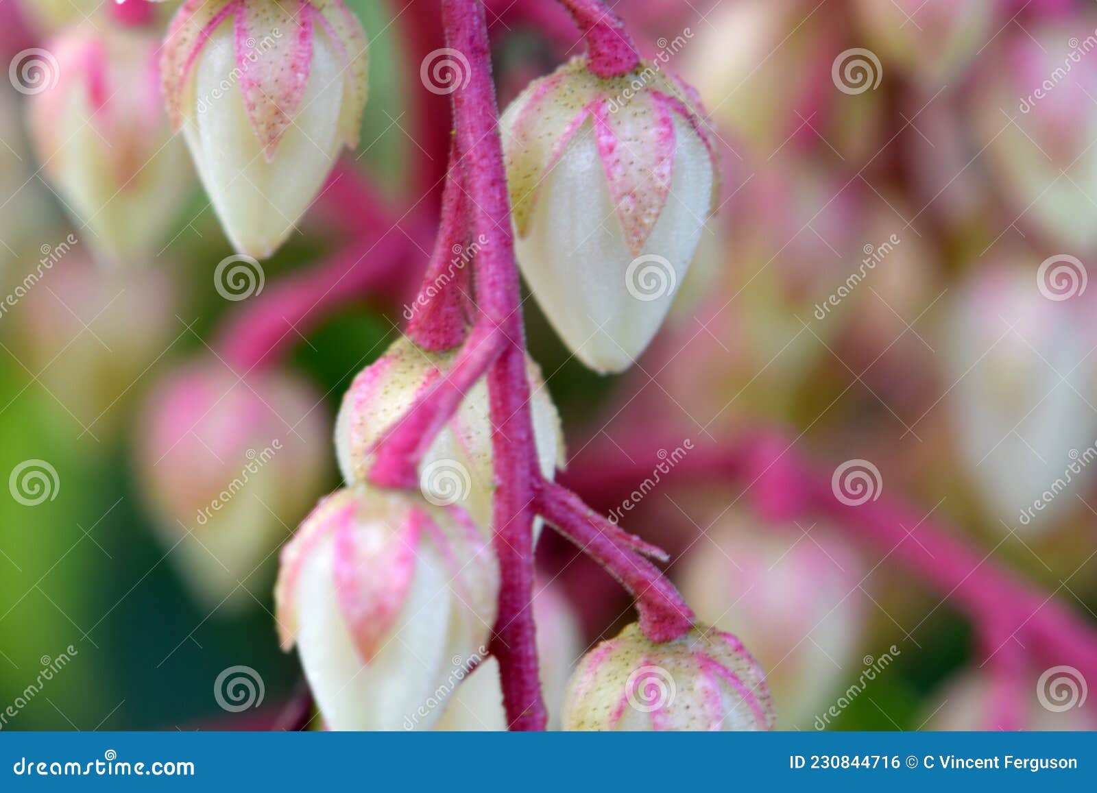 Andromeda Pink Flower Blossoms 01 Stock Photo - Image of blossom, shrub ...