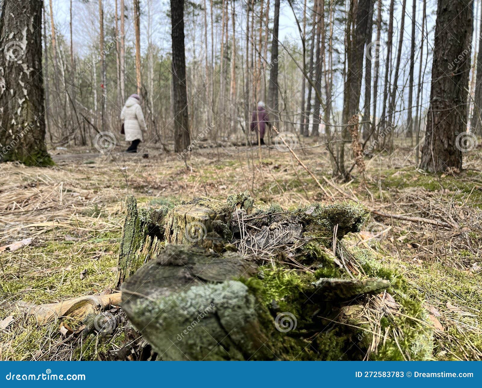 Andscape in the Forest in Early Spring, Pine Tree Stump Stock Image ...