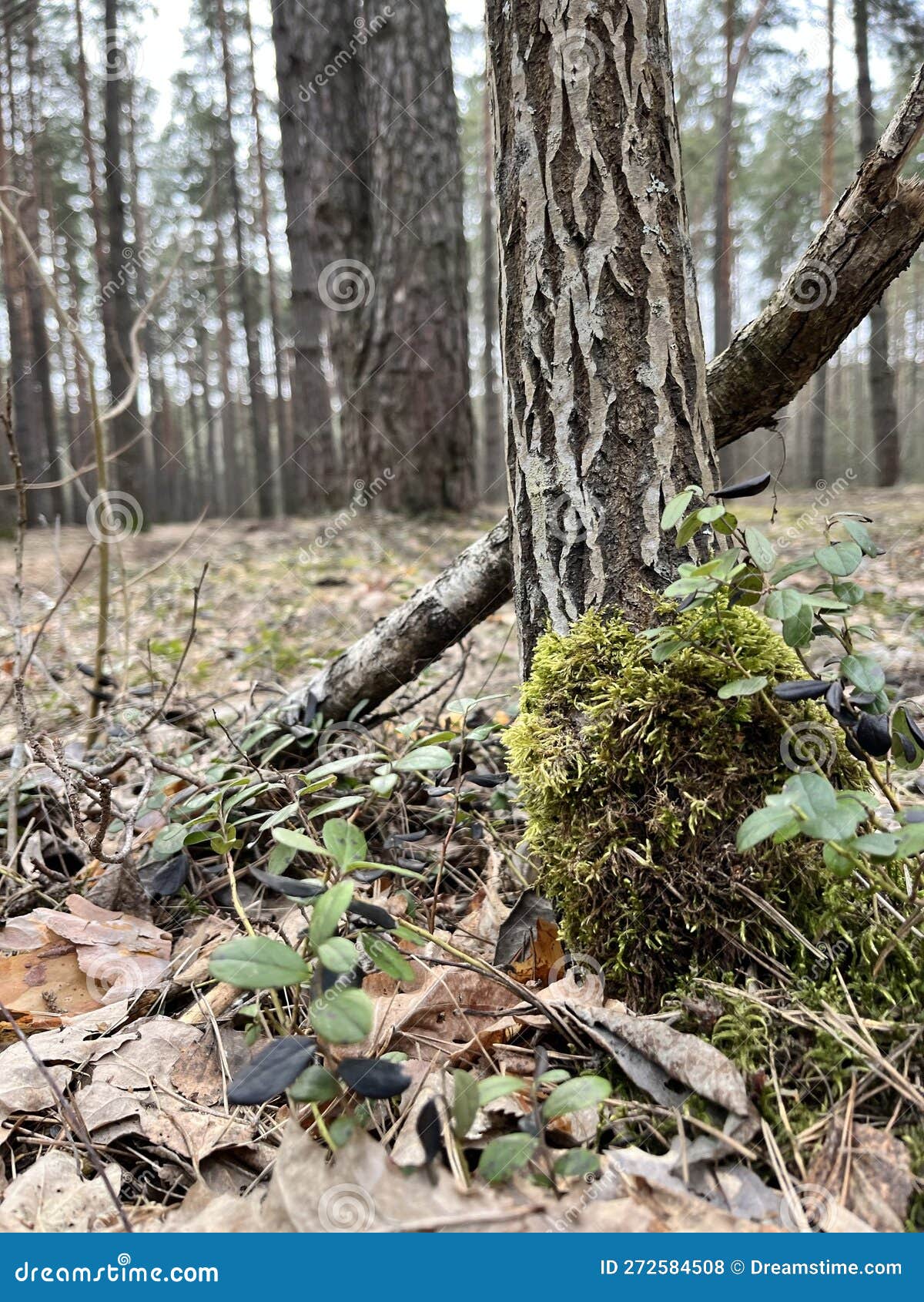 Andscape in the Forest in Early Spring, Pine Tree Stump Stock Photo ...