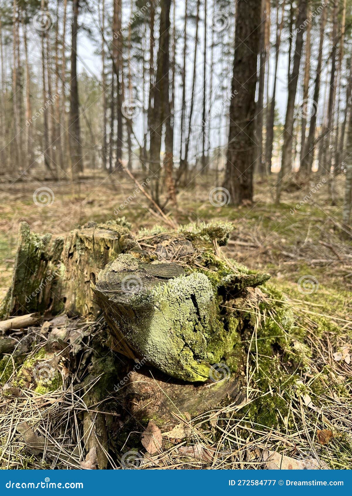 Andscape in the Forest in Early Spring, Pine Tree Stump Stock Image ...