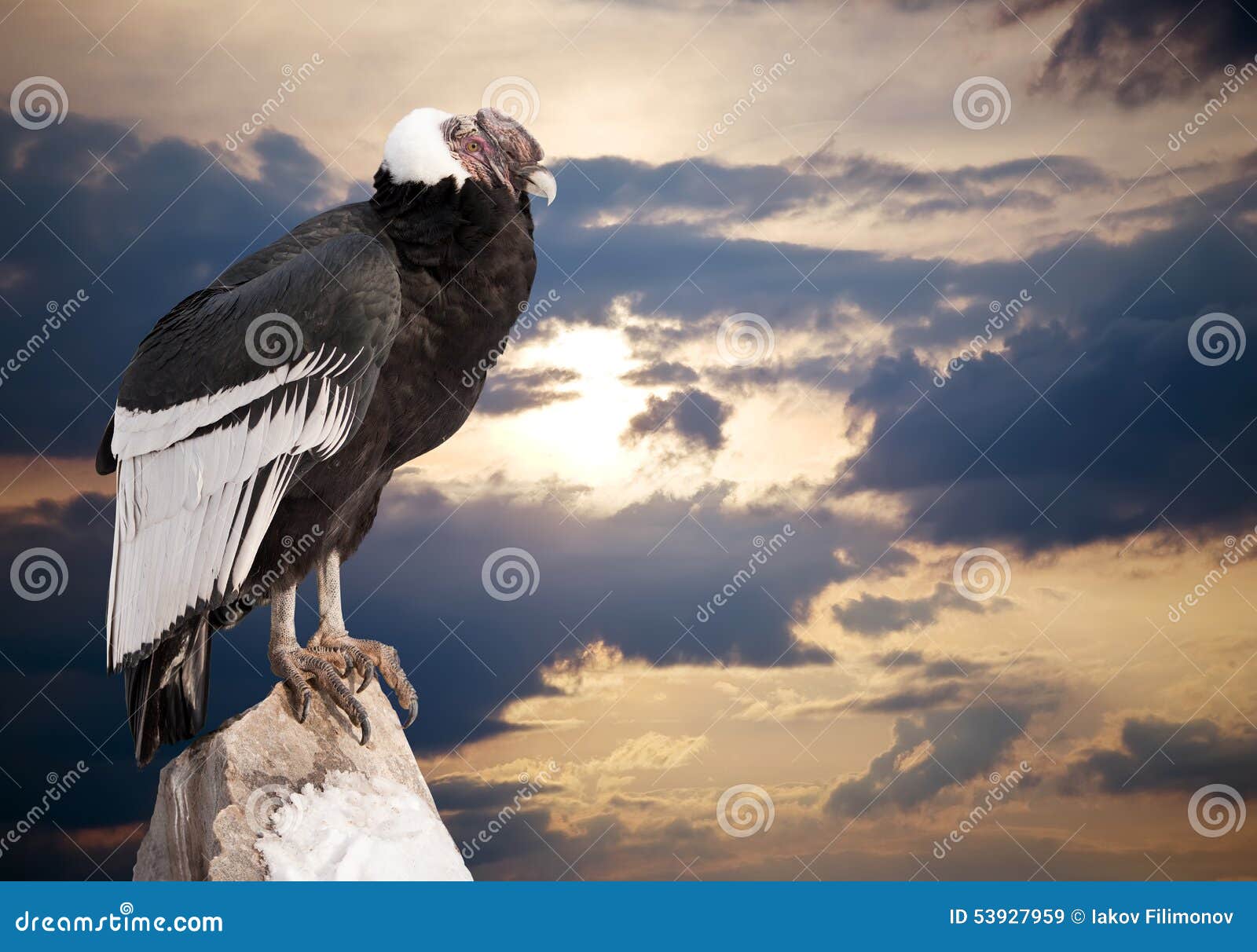 Andyjski Kondor Przeciw Nieba Tłu Obraz Stock - Obraz złożonej z ...