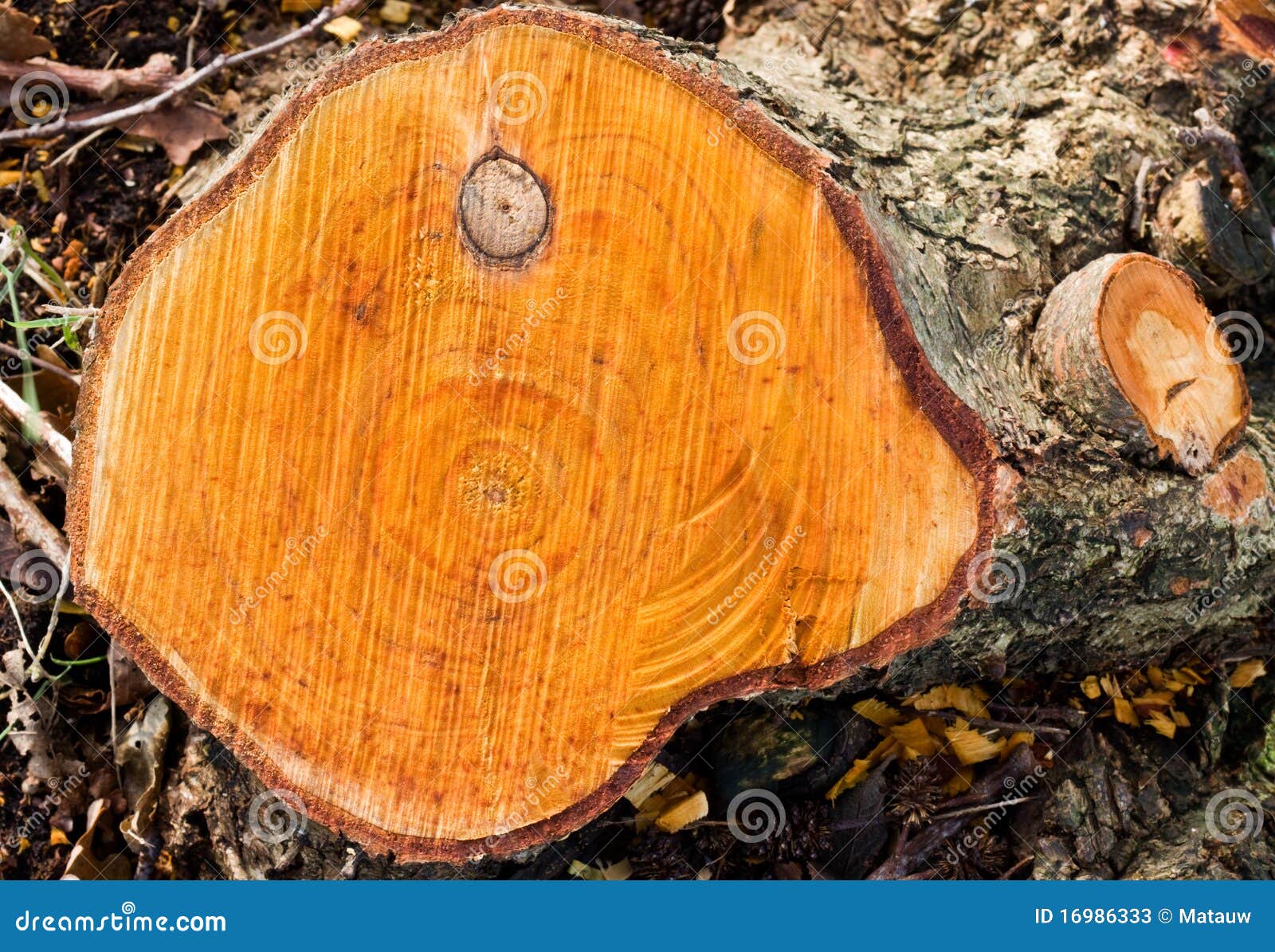 Anelli Di Albero in Ontano Nero Immagine Stock - Immagine di taglio ...