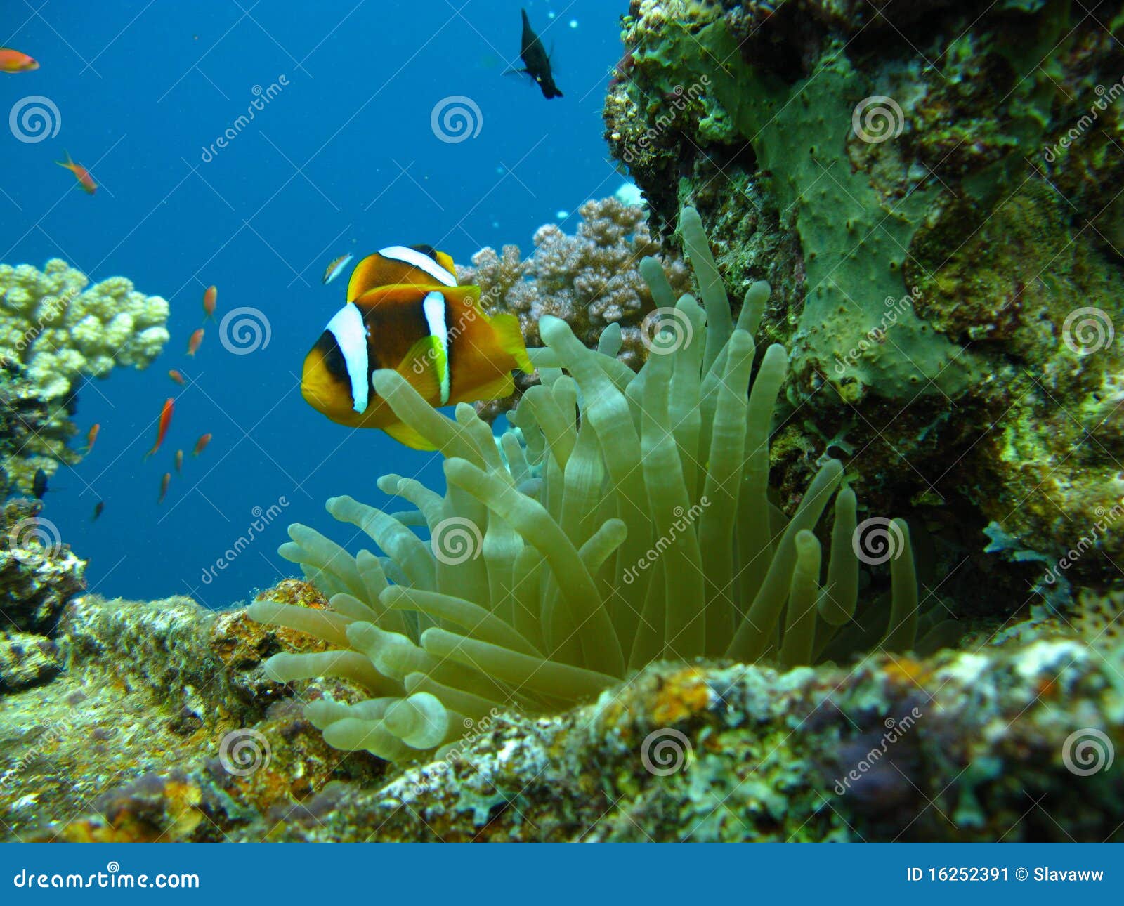 Anemon stock image. Image of soft, fluorescent, underwater - 16252391