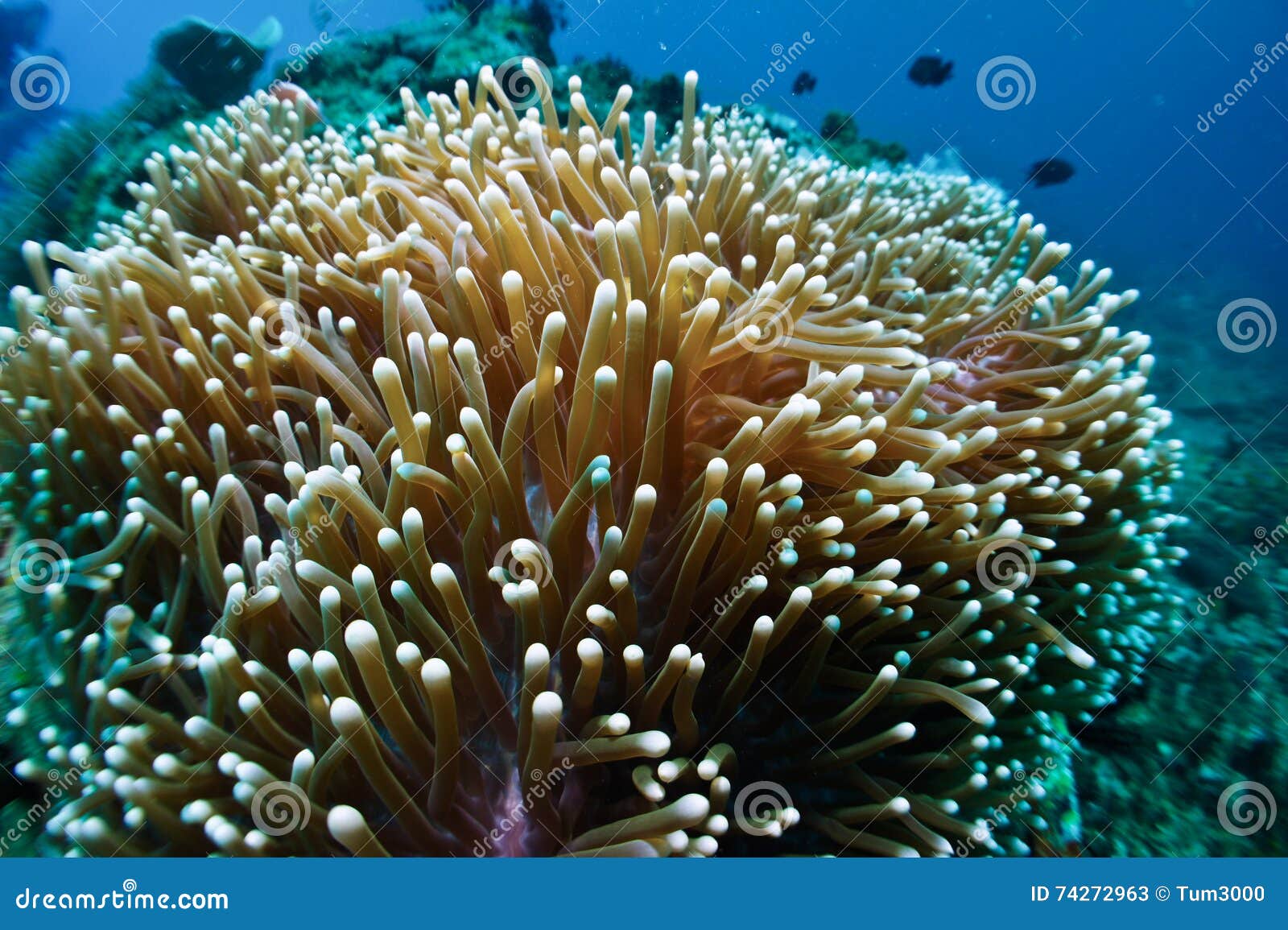 Anemon fotografering för bildbyråer. Bild av färg, andlig - 74272963