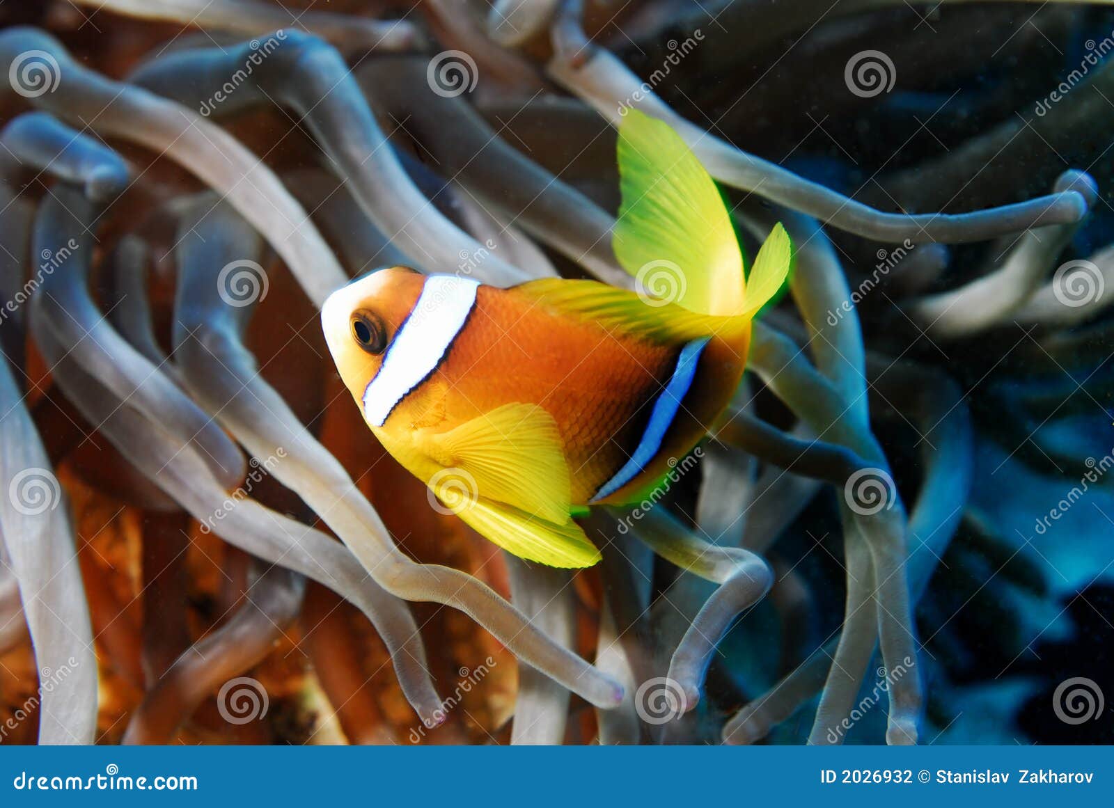 Anemon Fish stock photo. Image of tropics, fish, deep - 2026932
