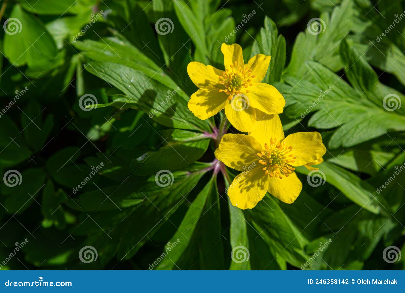 Anemon Ranunculoides Das Gelbe Anemon Gelbes Holz Anemon Oder Buttercup ...