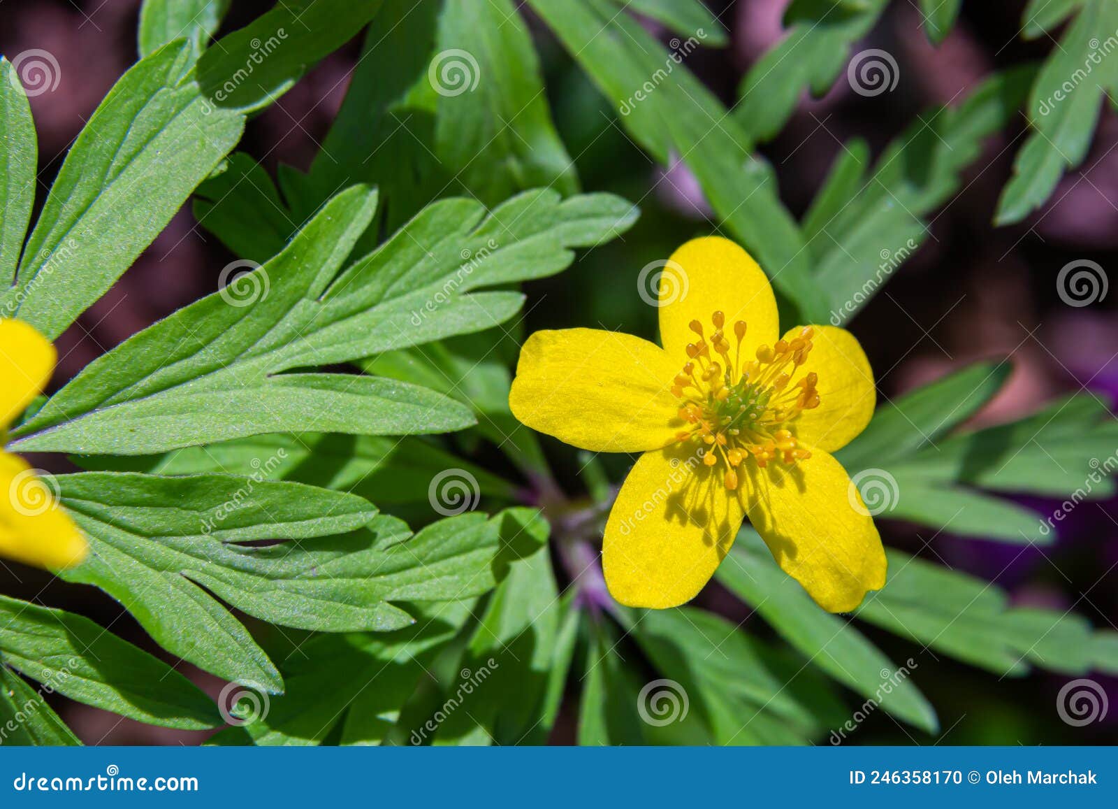 Anemon Ranunculoides Das Gelbe Anemon Gelbes Holz Anemon Oder Buttercup ...
