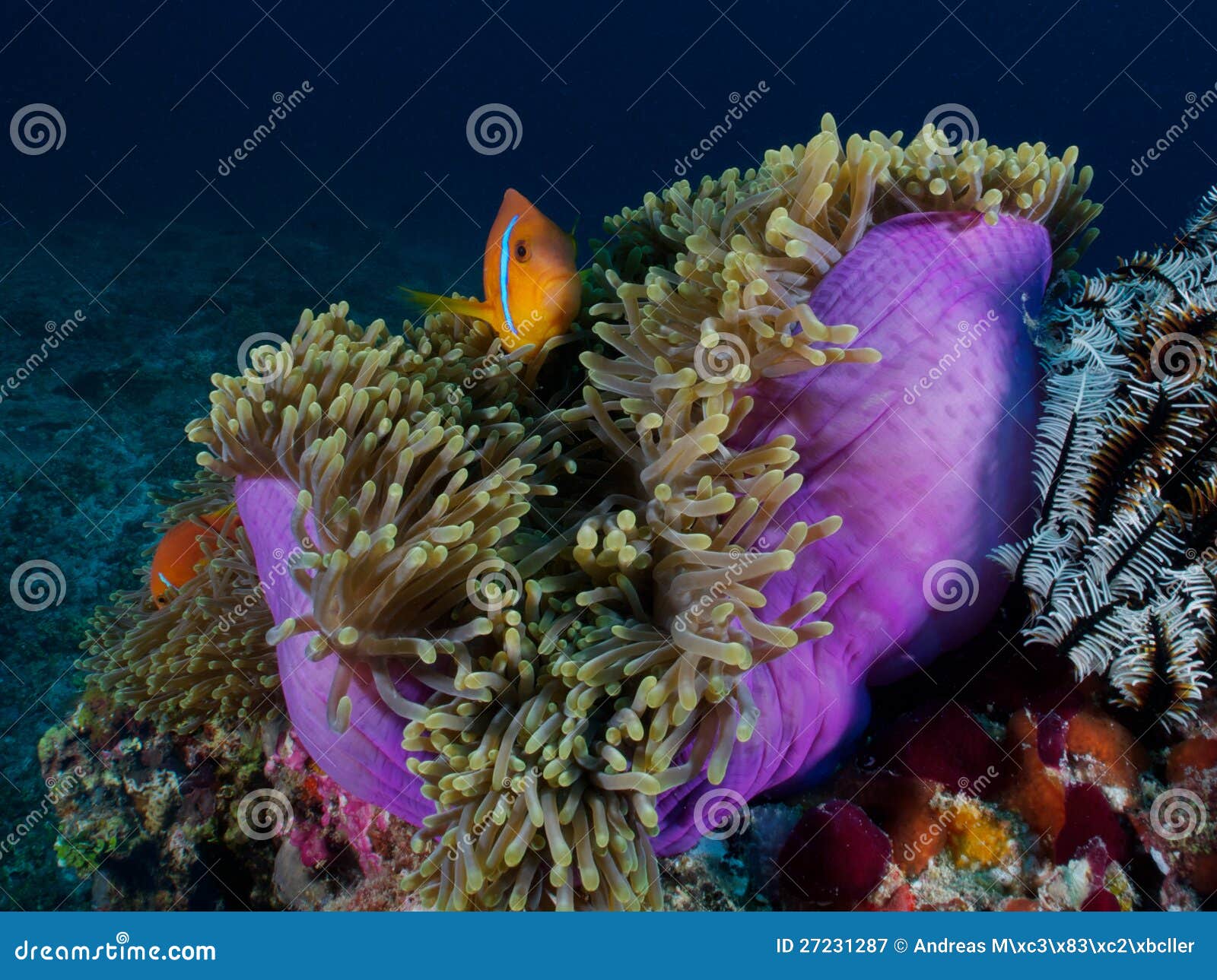 Anemon ryba (Nemo) obraz stock. Obraz złożonej z rafa - 27231287