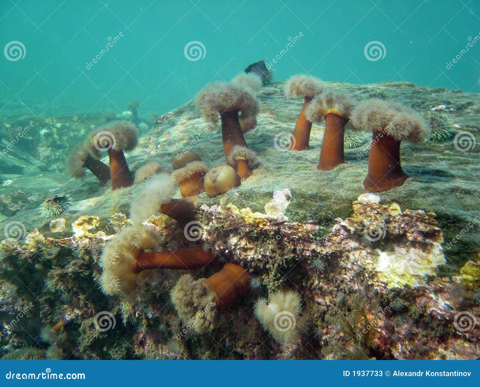 Anemone 1 stock image. Image of atlantic, biology, life - 1937733