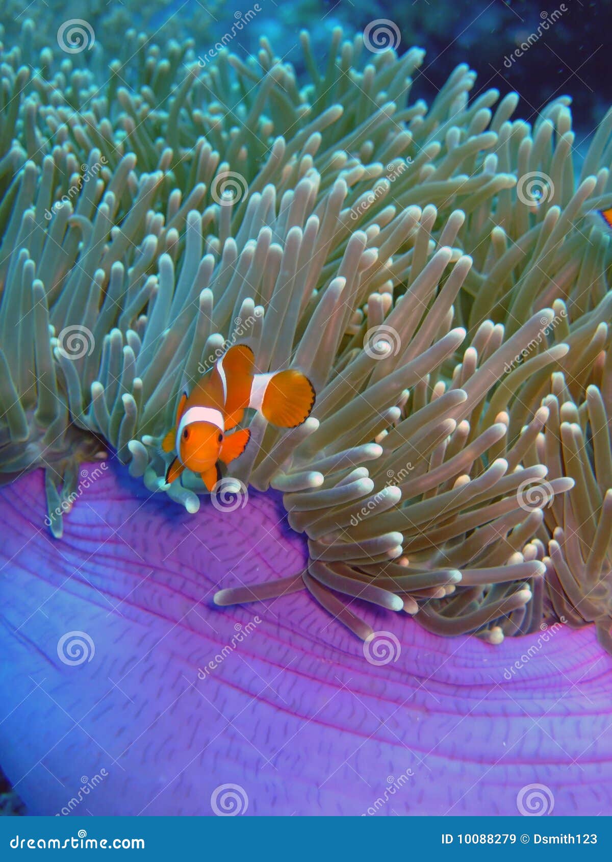Anemone stock image. Image of marine, tropical, underwater - 10088279