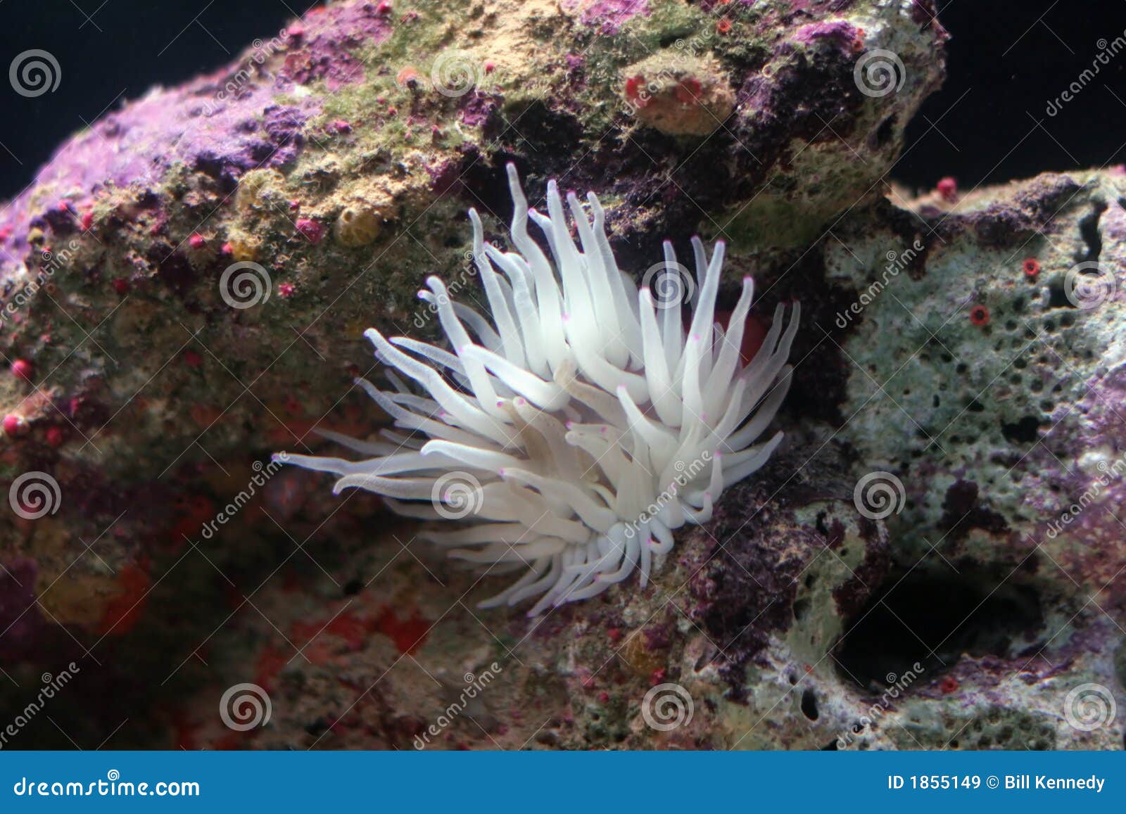 Anemone stock image. Image of poison, colorful, purple - 1855149