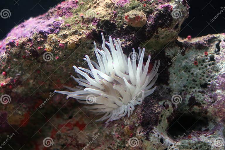 Anemone stock image. Image of poison, colorful, purple - 1855149