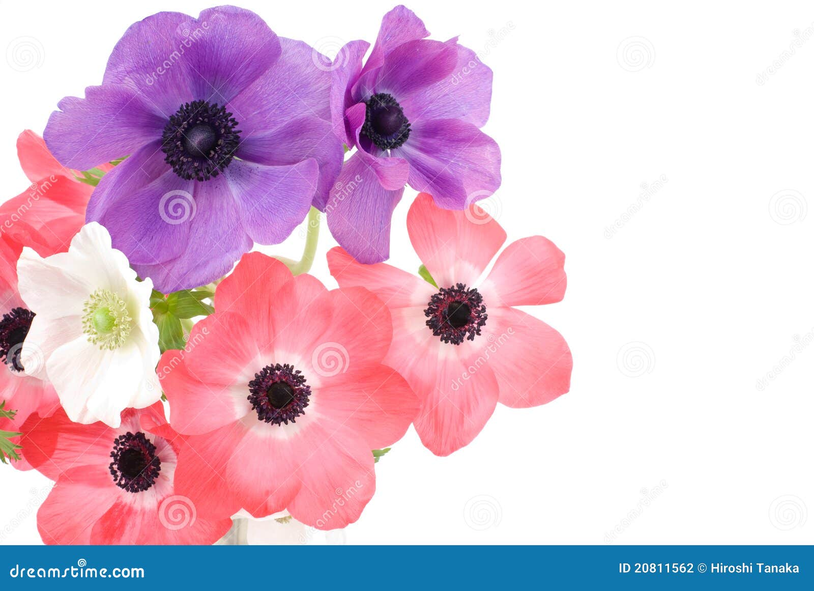 Anemone stock photo. Image of fresh, flower, color, flowery - 20811562