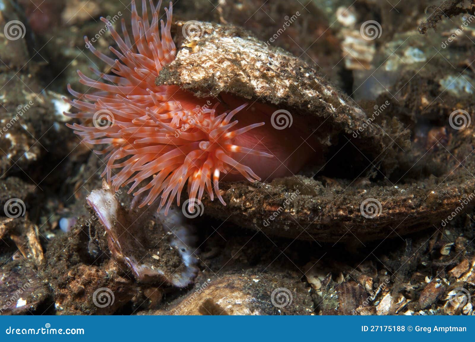 Anemone stock photo. Image of ocean, underwater, wild - 27175188