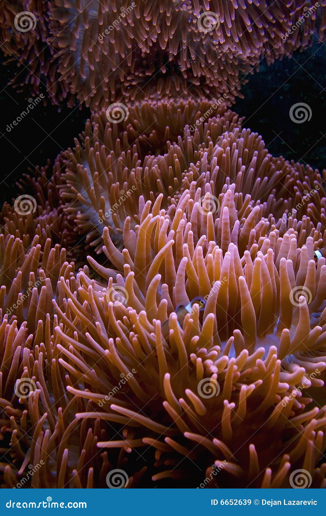 Anemone stock image. Image of underwater, life, aquatic - 6652639
