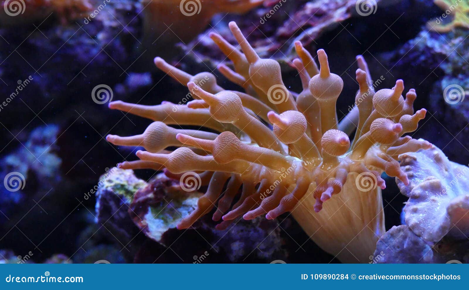 Anemone, Aquarium, Aquatic Picture. Image: 109890284