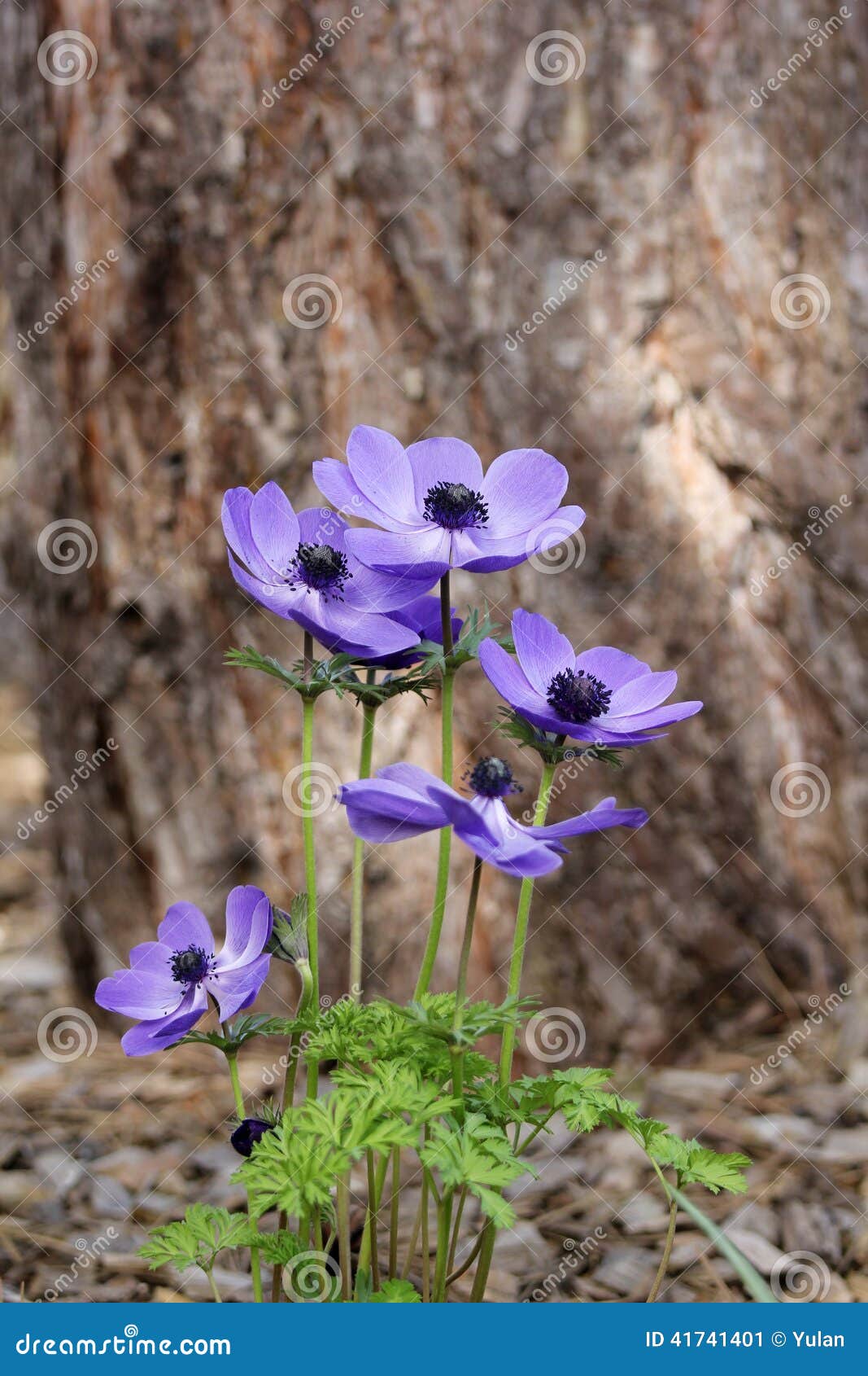 Anemone Blu (coronaria O Sig. Fokker) Immagine Stock - Immagine di ...
