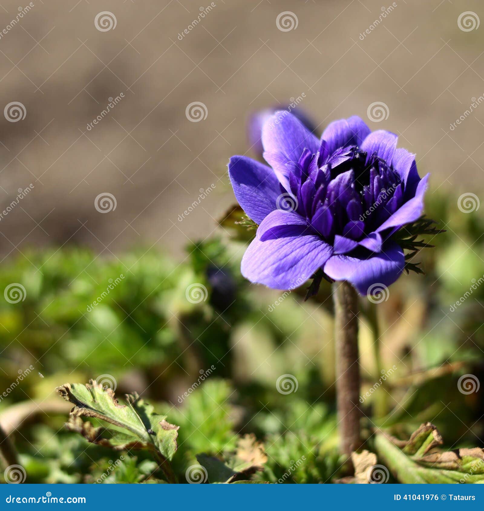 Anemone stock photo. Image of flower, sunny, anemone - 41041976