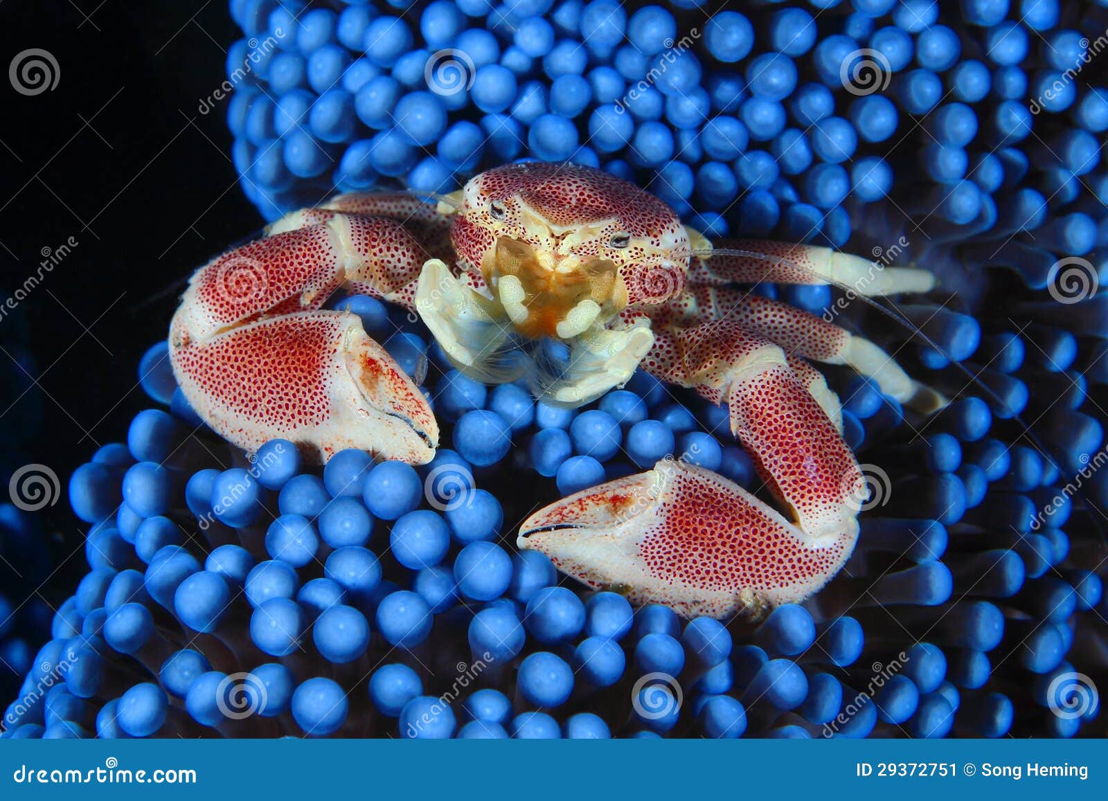 Anemone crab stock image. Image of destination, activity - 29372751