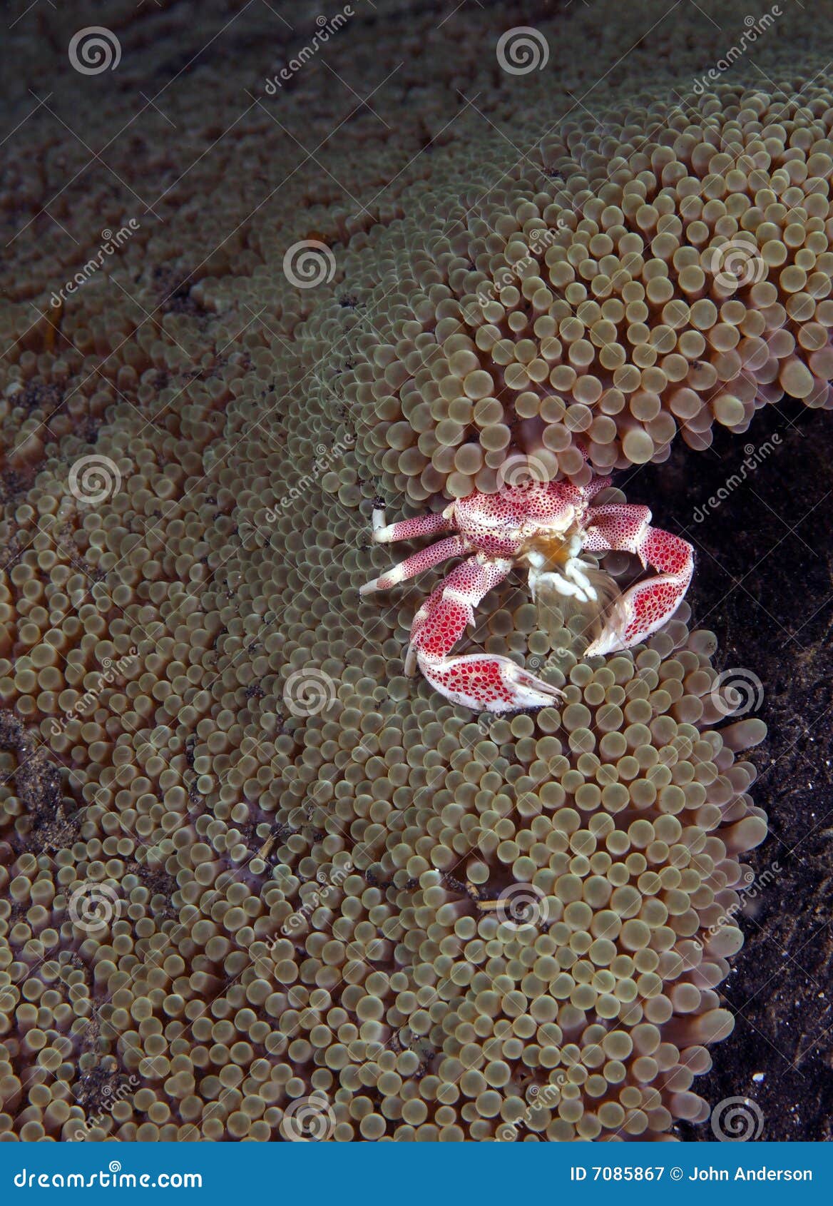 Anemone Crab Neopetrolisthes Maculatus Petrolisthes Maculatus In Sea ...