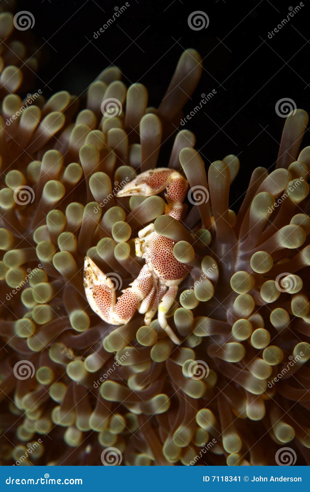 Anemone crab stock image. Image of underwater, crab, anemone - 7118341