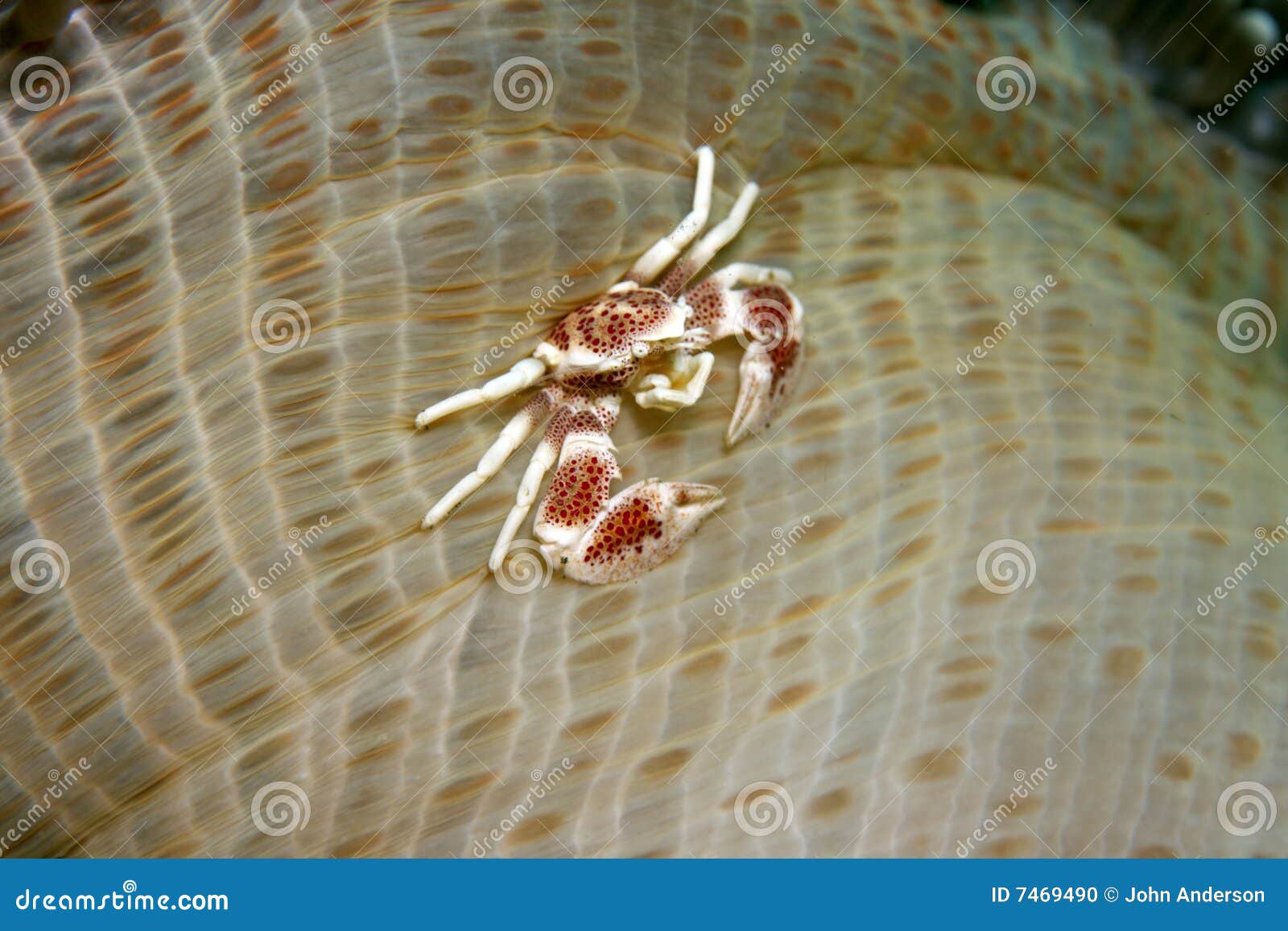 Anemone crab stock photo. Image of living, north, animal - 7469490