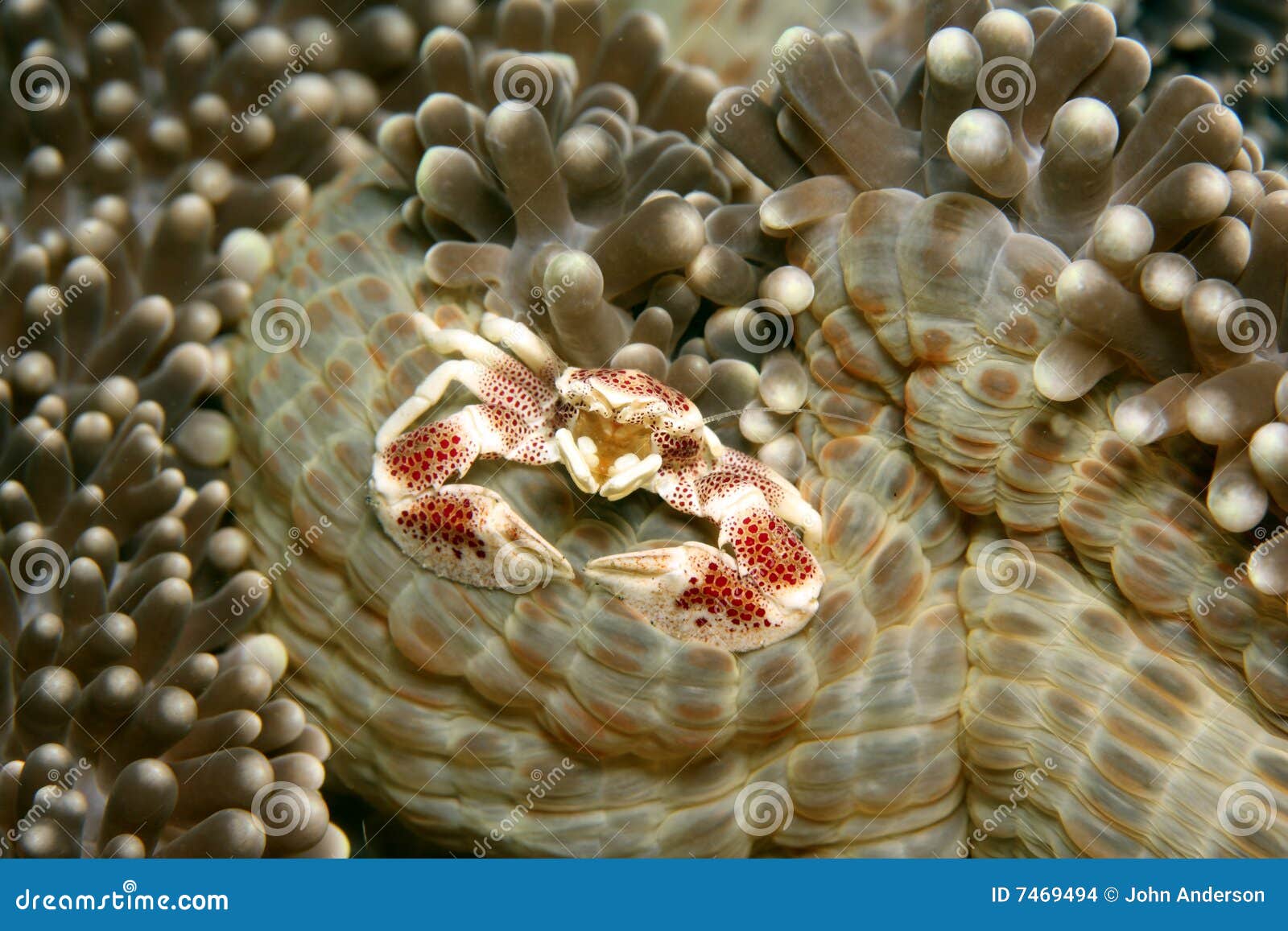 Anemone crab stock photo. Image of reef, south, ohshimai - 7469494