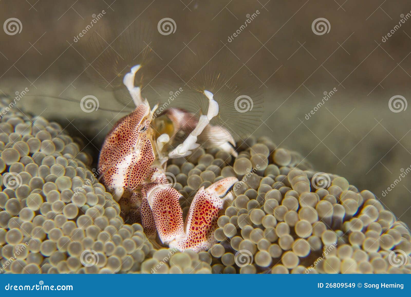119 Crab Movement Stock Photos - Free & Royalty-Free Stock Photos from ...