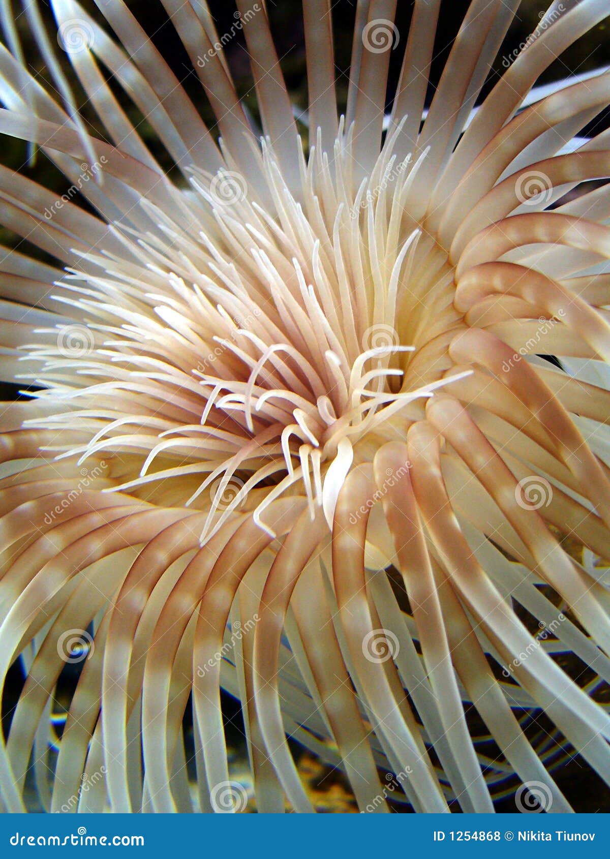 Anemone di mare fotografia stock. Immagine di acquario - 1254868