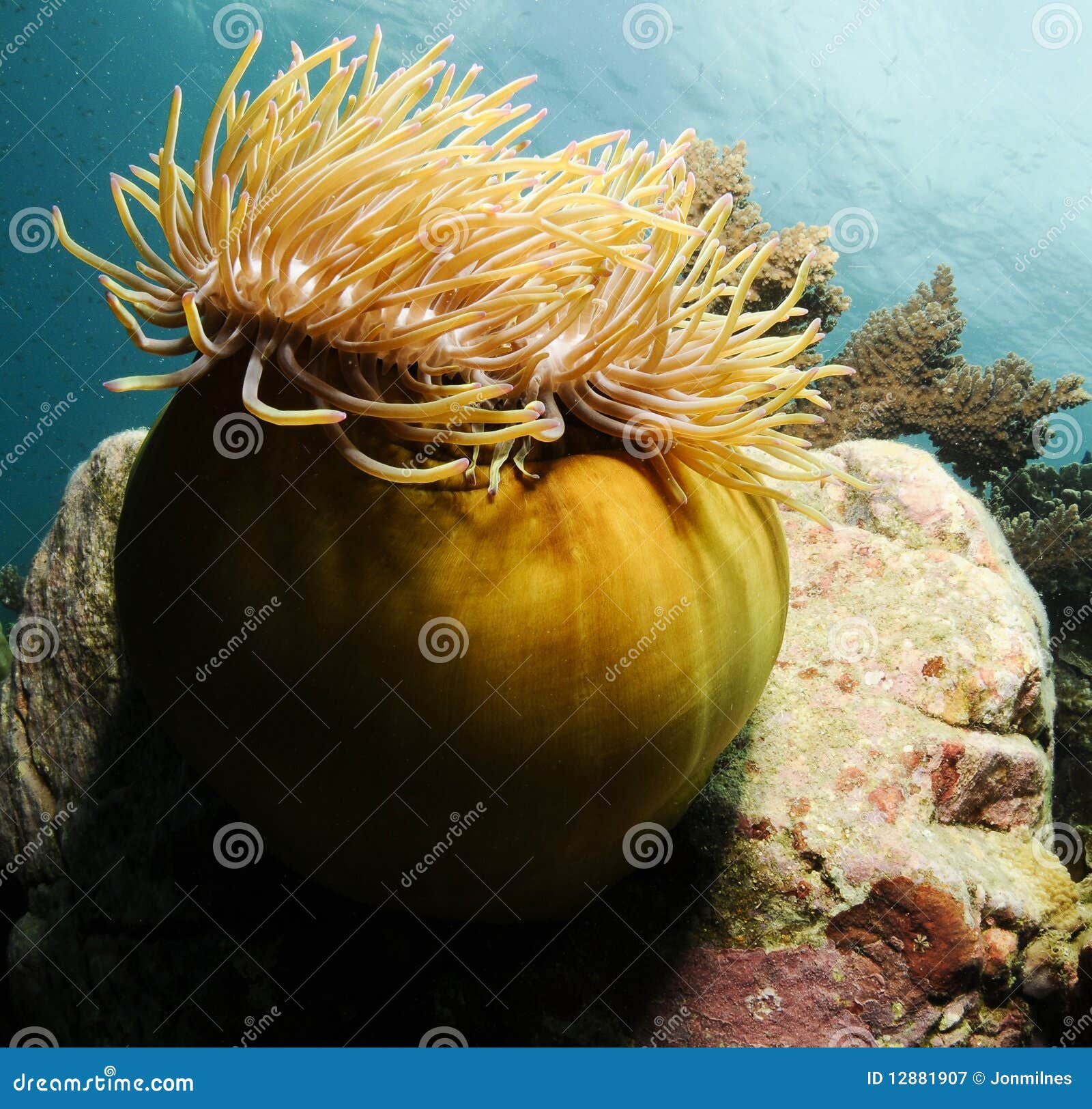 Anemone di mare immagine stock. Immagine di posti, profondità - 12881907