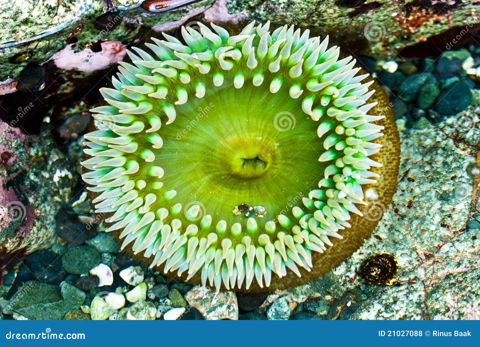 Anemone di mare fotografia stock. Immagine di verdastro - 21027088