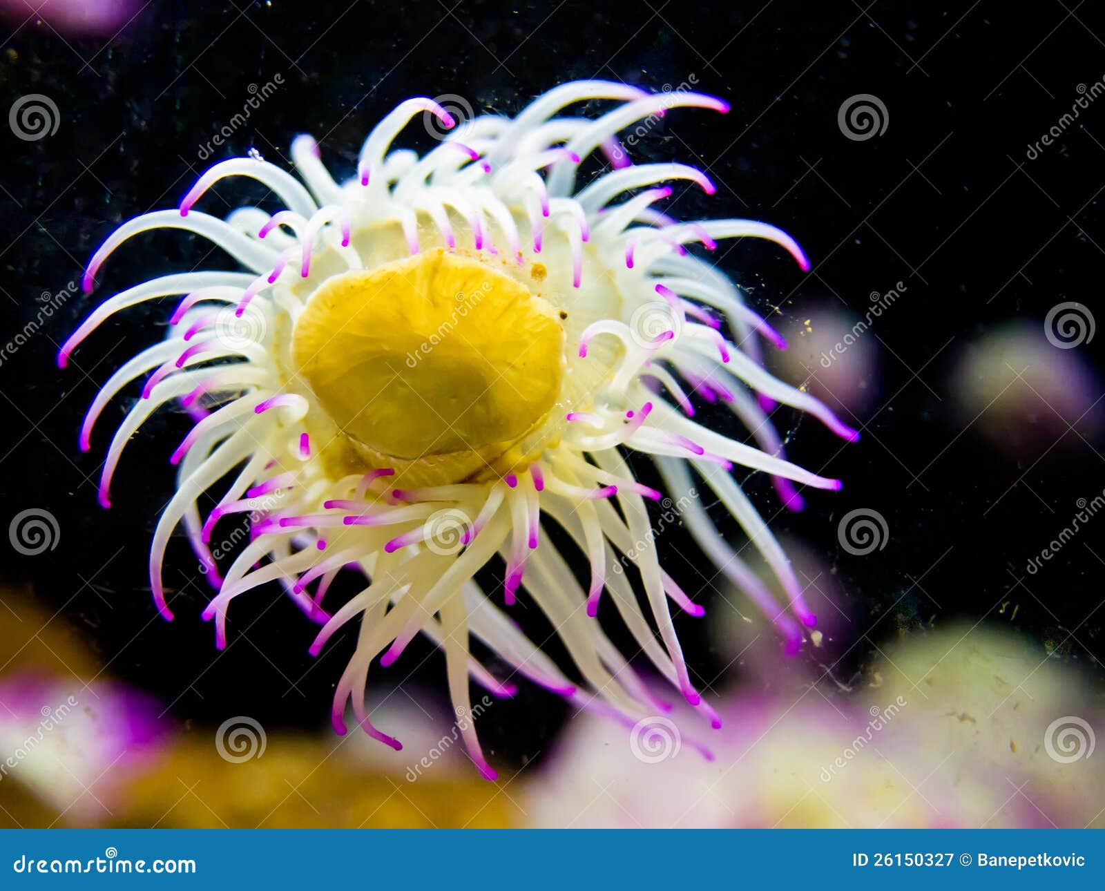 Anemone di mare immagine stock. Immagine di anemone, immersione - 26150327