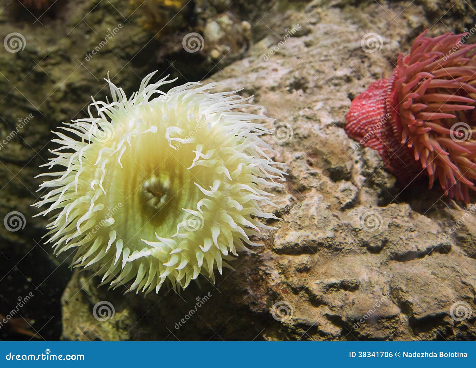 Anemone di mare fotografia stock. Immagine di giallo - 38341706