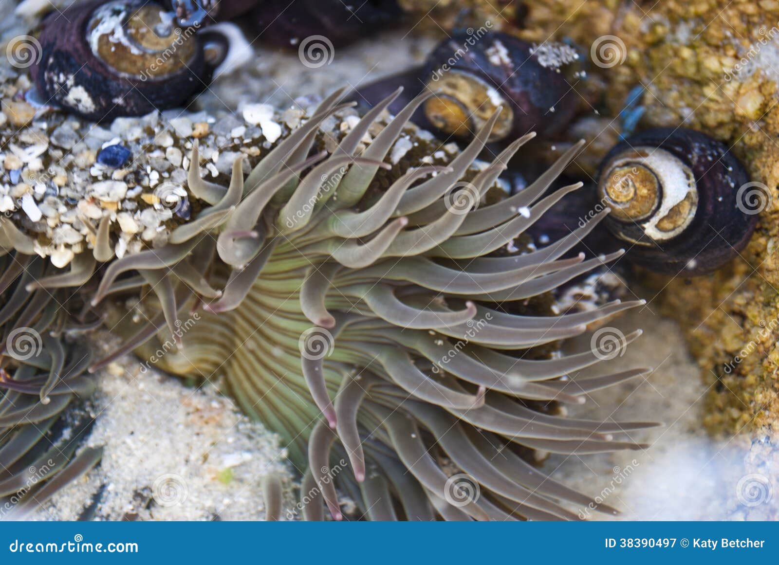 Anemone di mare immagine stock. Immagine di sfondo, marino - 38390497