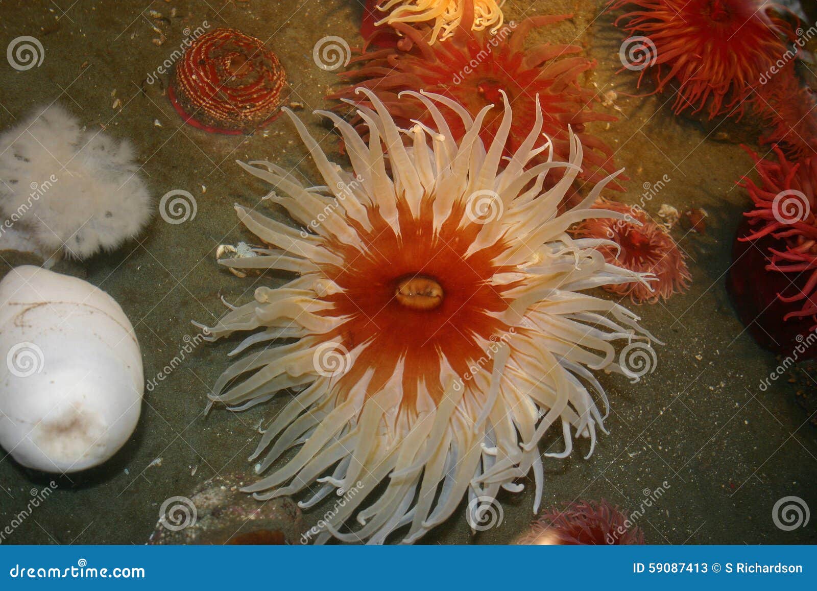 Anemone di mare immagine stock. Immagine di acquario - 59087413