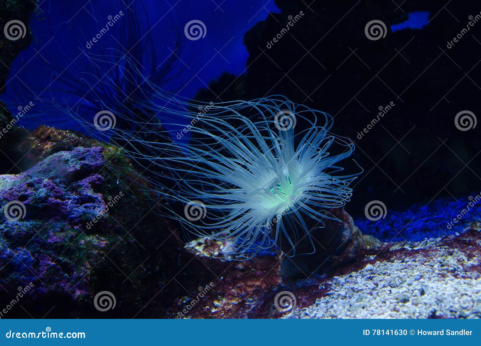 Anemone di mare fotografia stock. Immagine di anemone - 78141630
