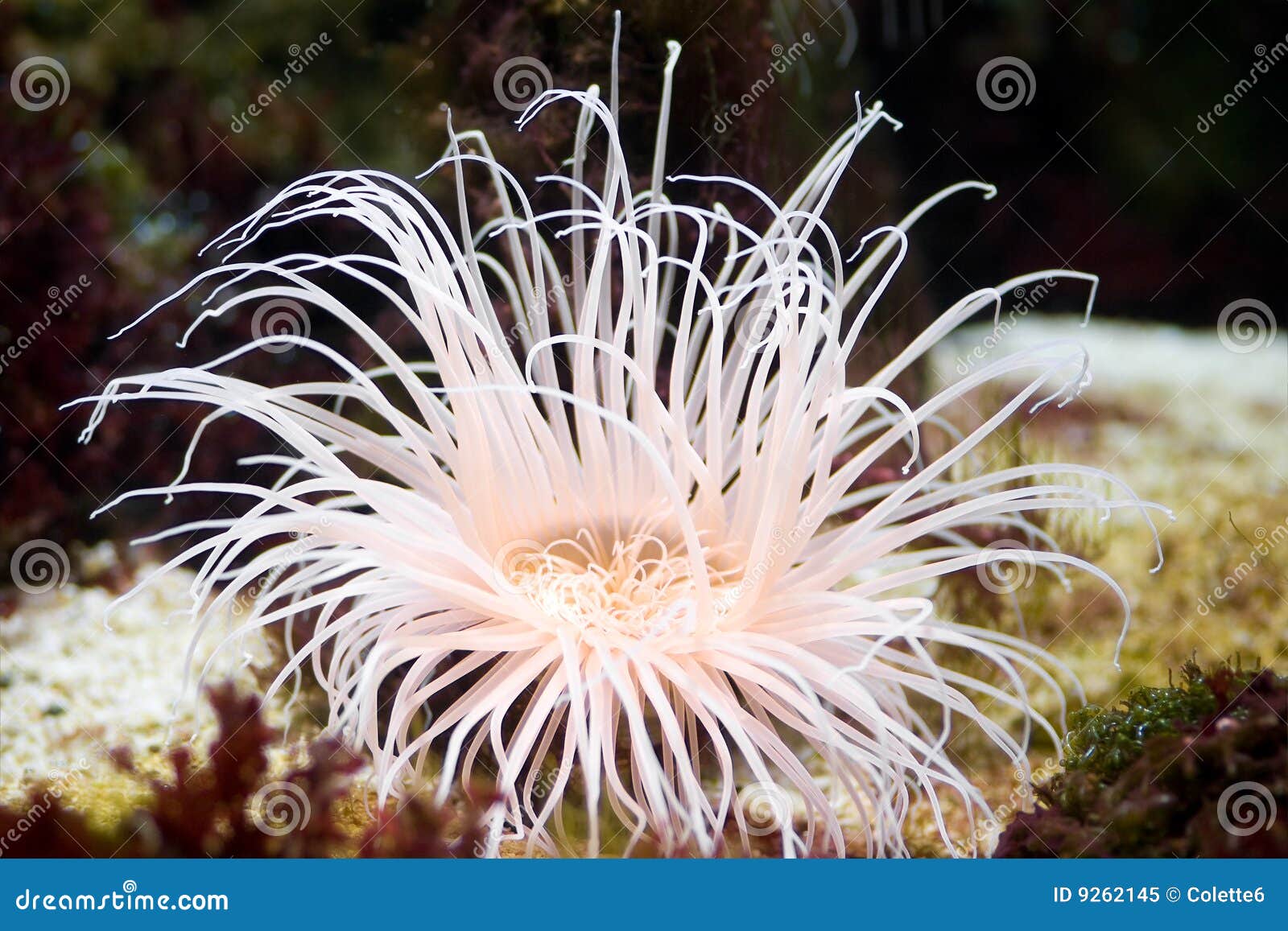 Anemone di mare immagine stock. Immagine di crescere, invertebrato ...