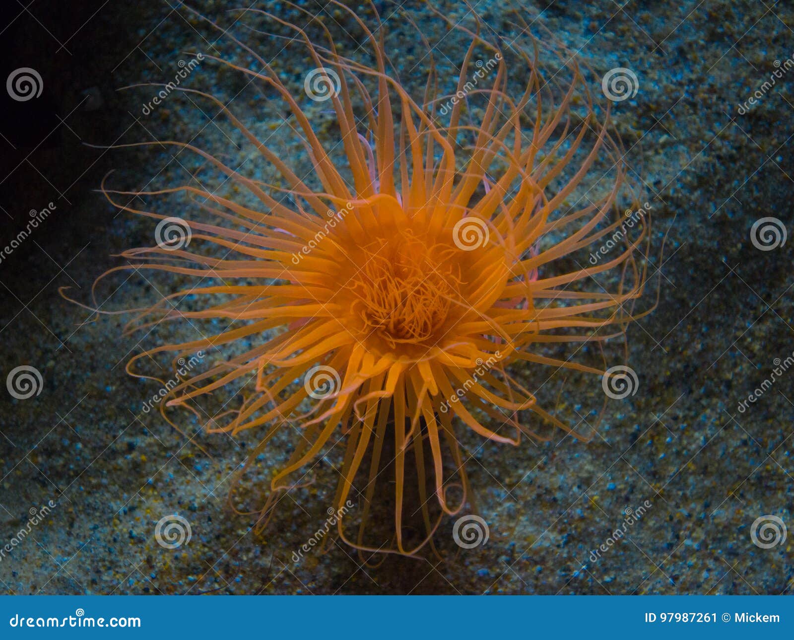 Anemone di mare arancione immagine stock. Immagine di nave - 97987261