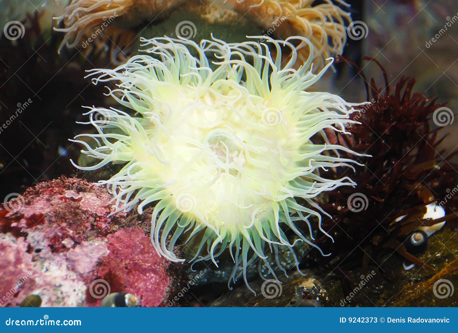 Anemone di mare bianco immagine stock. Immagine di anemone - 9242373