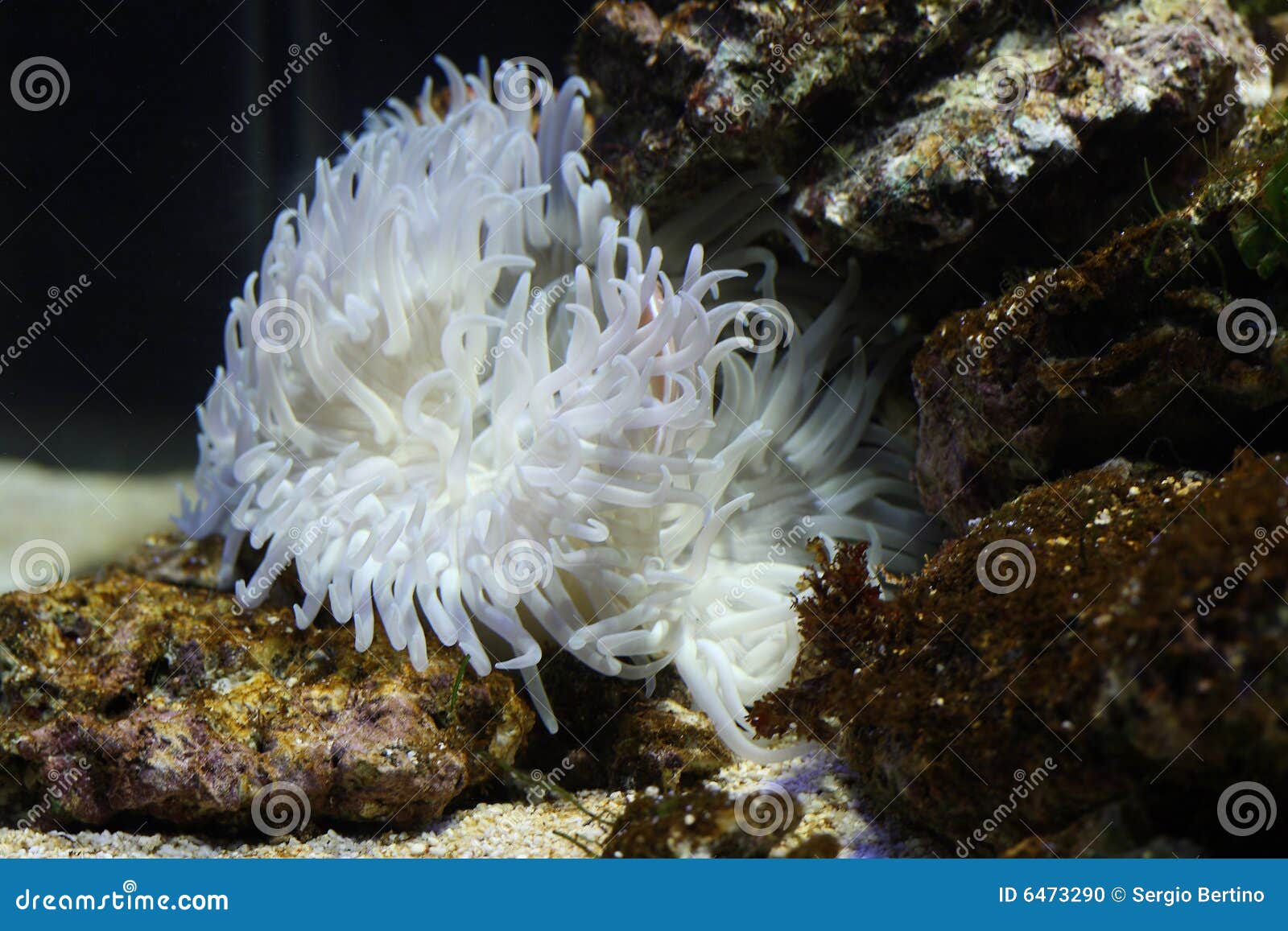 Anemone Di Mare Bianco Gigante Fotografia Stock - Immagine di anemone ...