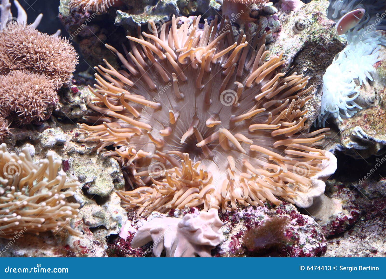 Anemone di mare gigante immagine stock. Immagine di particolari - 6474413