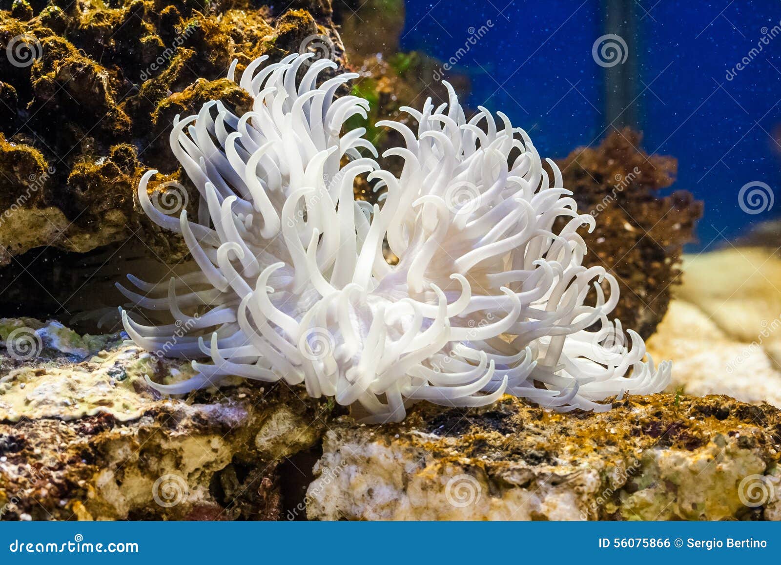Anemone di mare su roccia fotografia stock. Immagine di roccia - 56075866