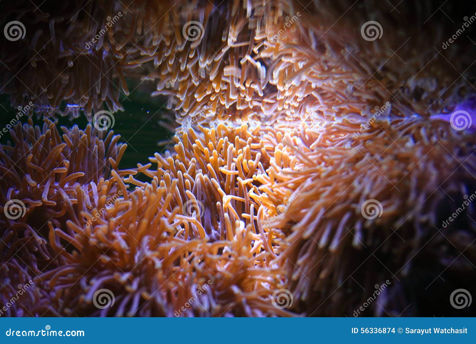 Anemone di mare variopinto fotografia stock. Immagine di idra - 56336874
