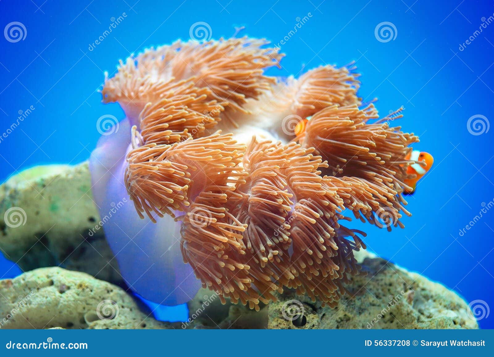 Anemone di mare variopinto fotografia stock. Immagine di colorato ...