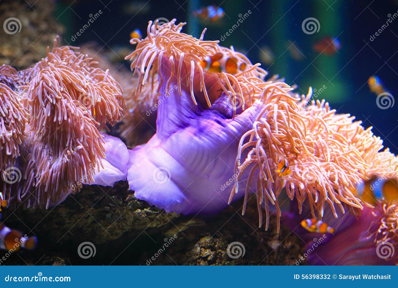 Anemone di mare variopinto fotografia stock. Immagine di idra - 56398332