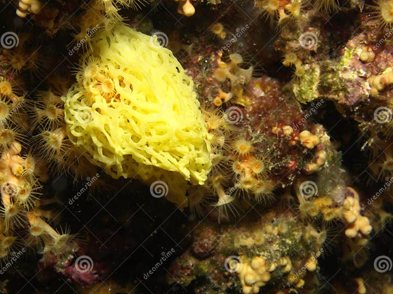 Anemone and esponge stock image. Image of motion, fish - 20760177