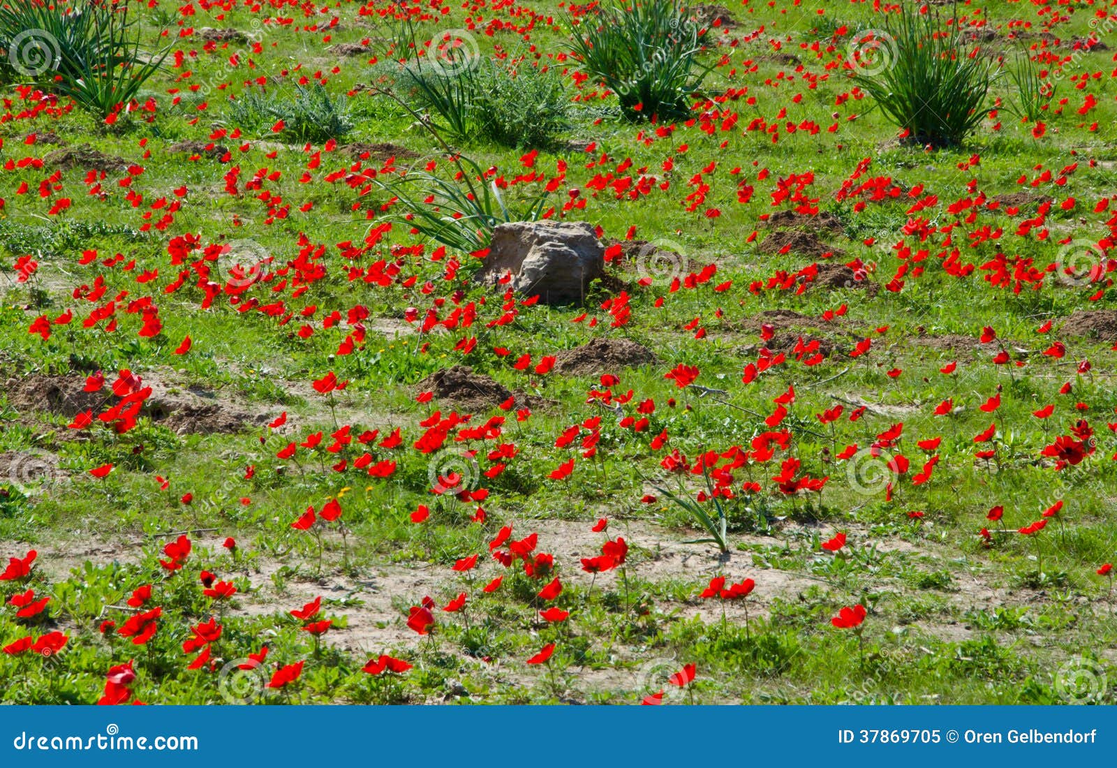 Anemone field stock image. Image of arrangements, flora - 37869705