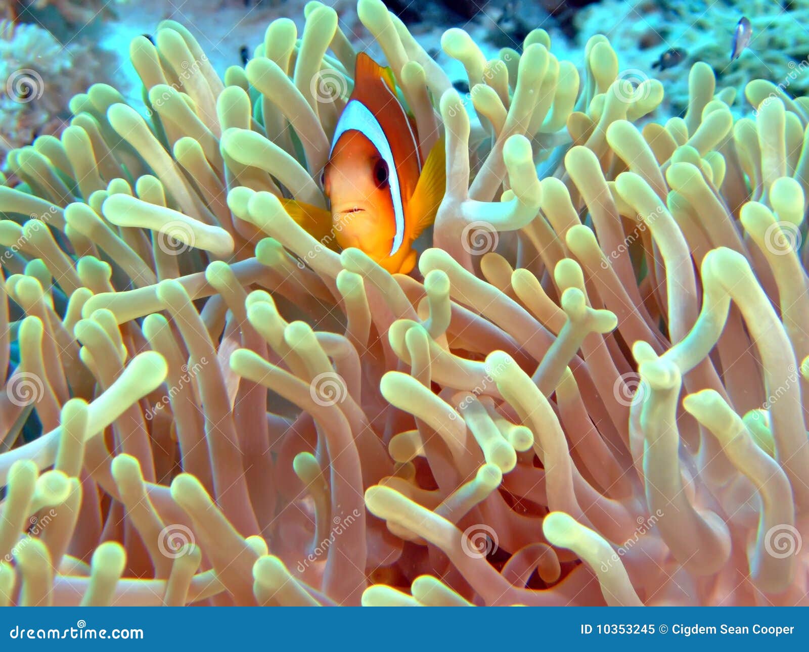 Anemone Fish stock image. Image of fishing, travel, fresh - 10353245