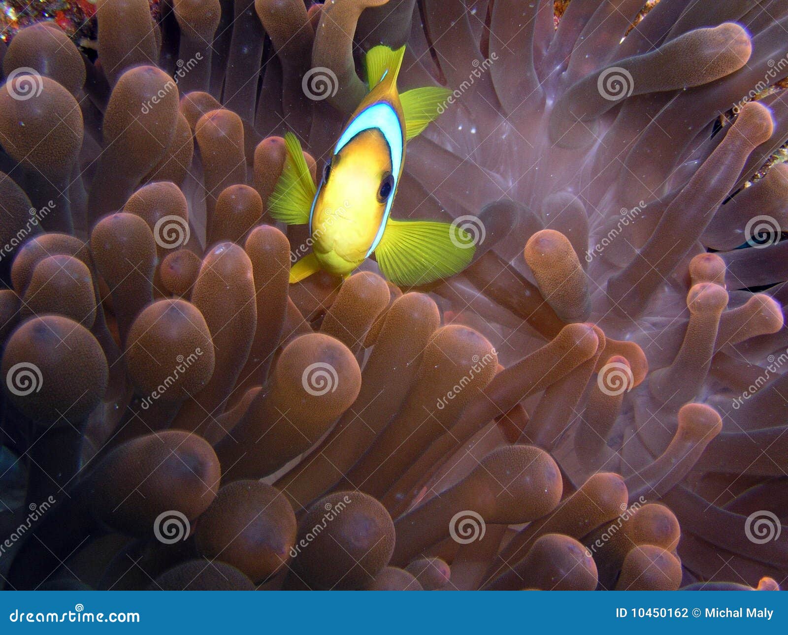 Anemone fish stock photo. Image of water, fish, coral - 10450162
