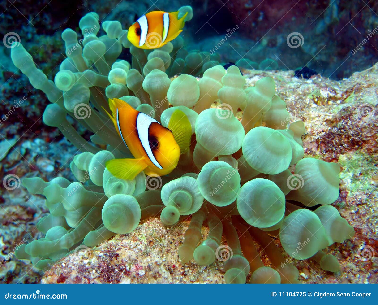 Anemone Fish stock image. Image of color, tourism, bicinctus - 11104725